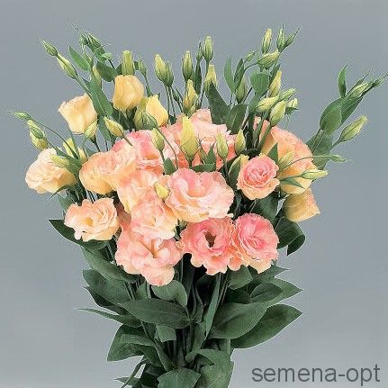 Эустома(Лизиантус) махровая (Eustoma grandiflorum) Super Magic ...