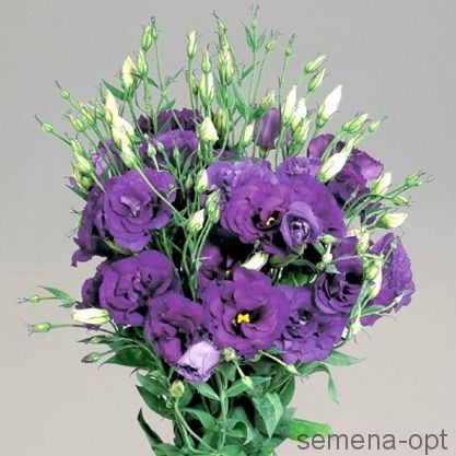 Эустома(Лизиантус) махровая (Eustoma grandiflorum) Super Magic Deep ...