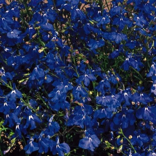 Лобелия еринус (Lobelia erinus) Riviera Marine Blue, 100 мультидраже